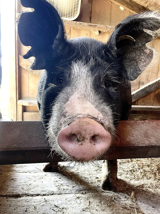 Nurturing heritage breeds | News, Sports, Jobs - Farm News